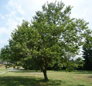 Chestnut, Chinese 1-0 (Castanea mollissima) – Virginia Department of ...