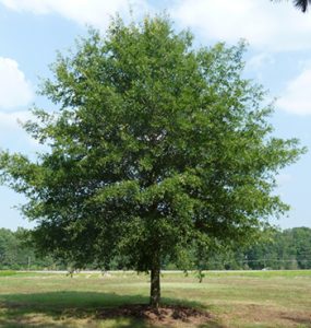 Oak, Willow 1-0 (Quercus phellos) – Virginia Department of Forestry