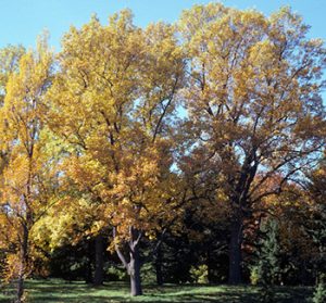 Yellow-poplar 1-0 (Liriodendron tulipifera) – Virginia Department of ...