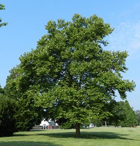 Sycamore 1-0 (Platanus occidentalis) – Virginia Department of Forestry