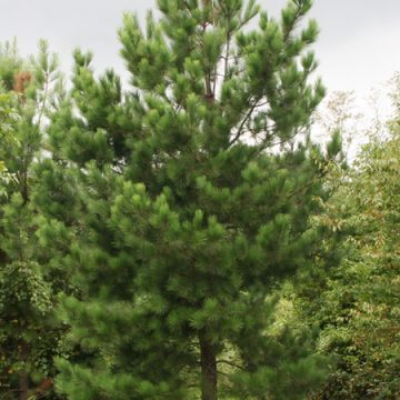 Pine, Shortleaf 1-0 (Pinus echinata)