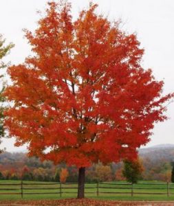 Maple, Red 1-0 (Acer rubra) – Virginia Department of Forestry