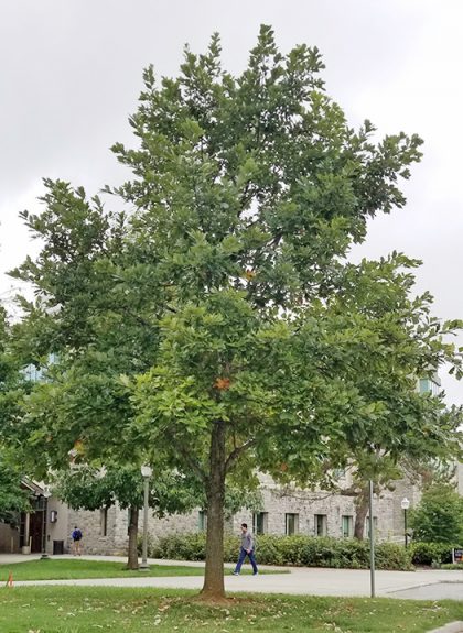 Oak, Swamp White 1-0 (Quercus bicolor) – Virginia Department of Forestry