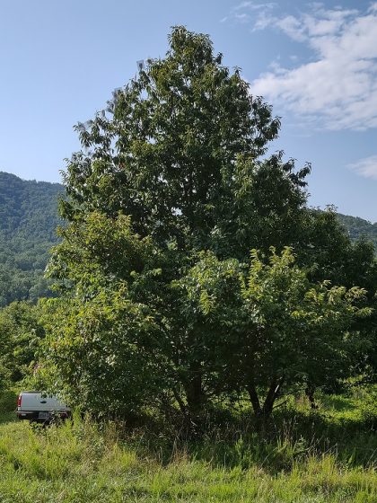 Chestnut, American-Asian Hybrid (Castanea dentata x mollisima x crenata ...